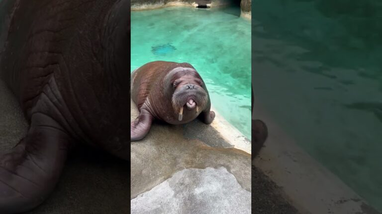 Walrus Sounds And Calls - Point Defiance Zoo & Aquarium Zoo Guide