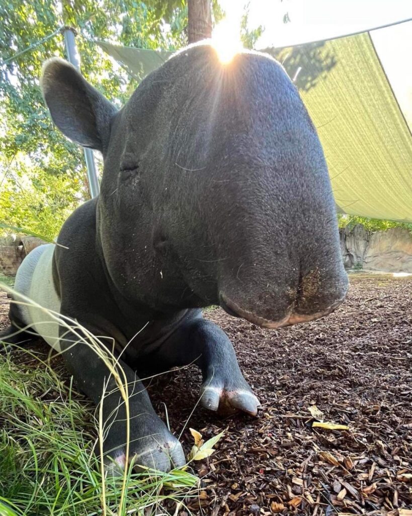 Happy Belated Birthday, JonHi The Tapir! - Zoos - USA - Colorado ...