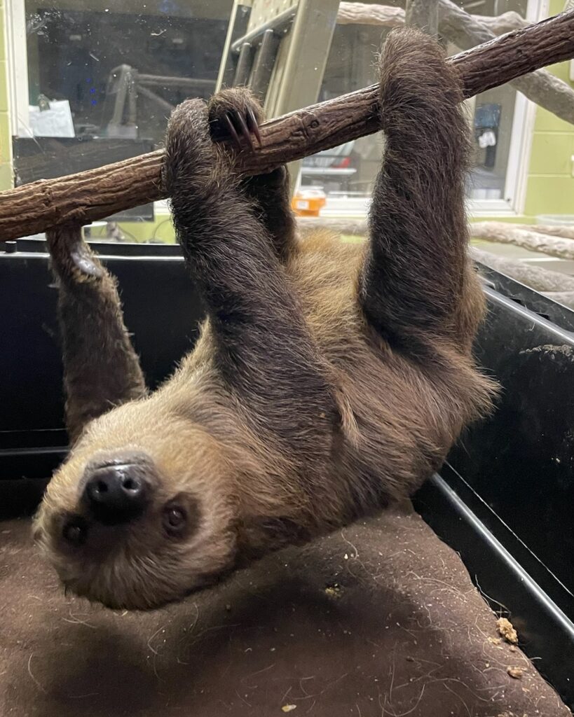 Juno Climbs Solo: Baby Sloths' Six-Month Bond - Zoos - USA - New York ...