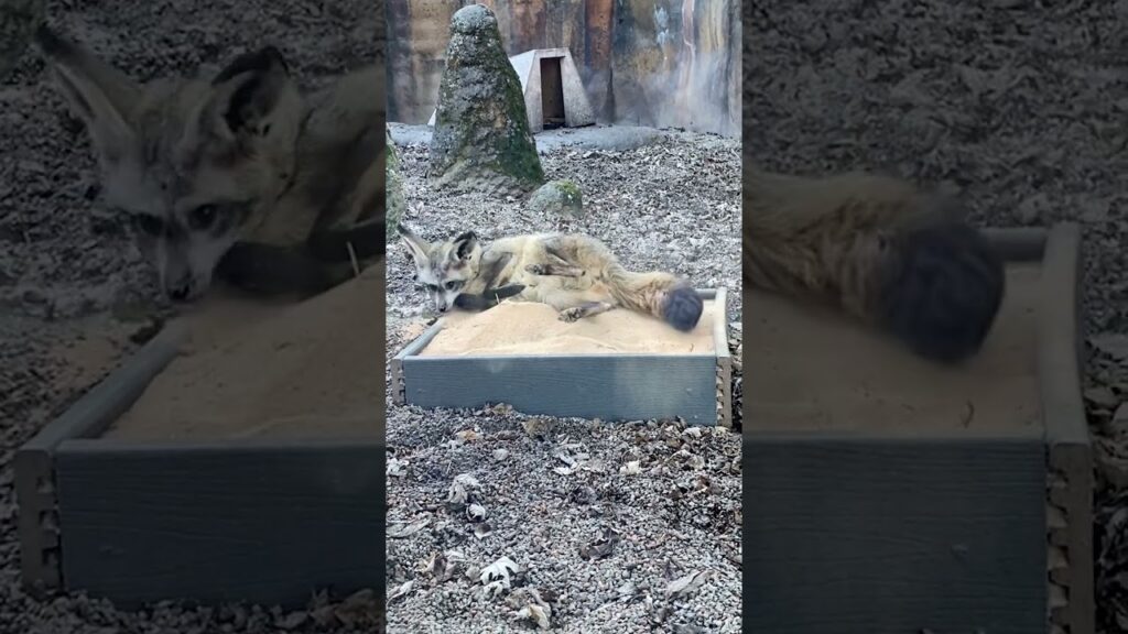Bat-Eared Fox Frolics In Sand - Zoo Knoxville Zoo Guide