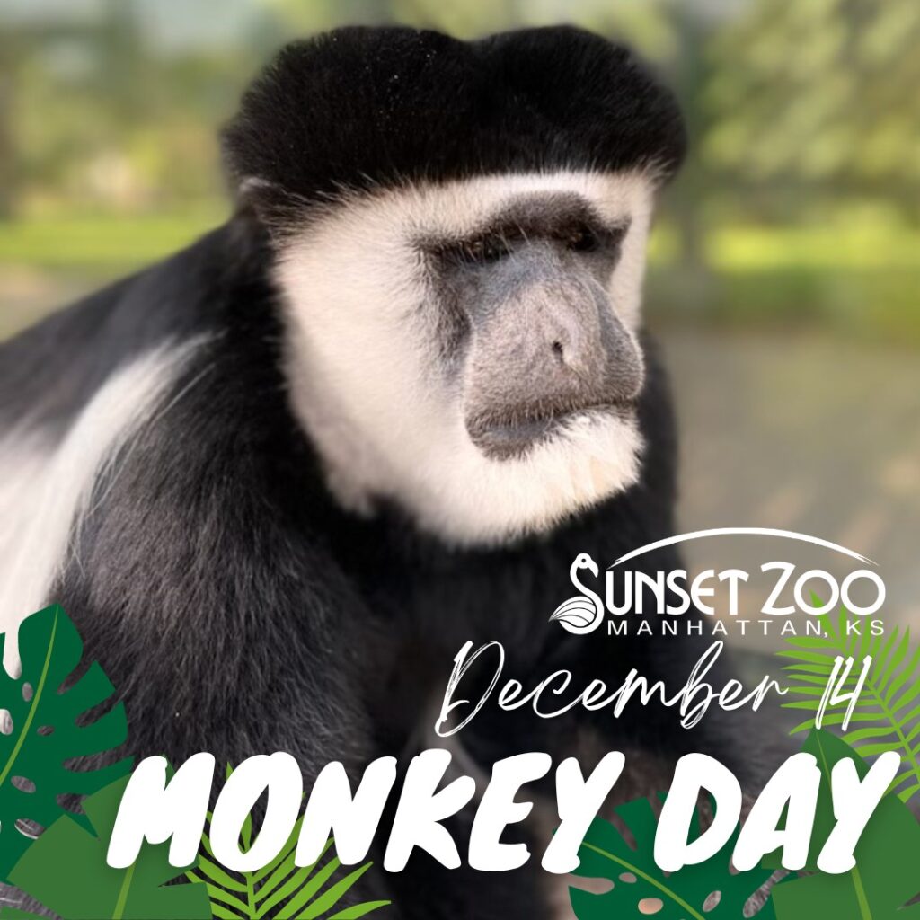Celebrating Monkey Day! - Sunset Zoo Zoo Guide