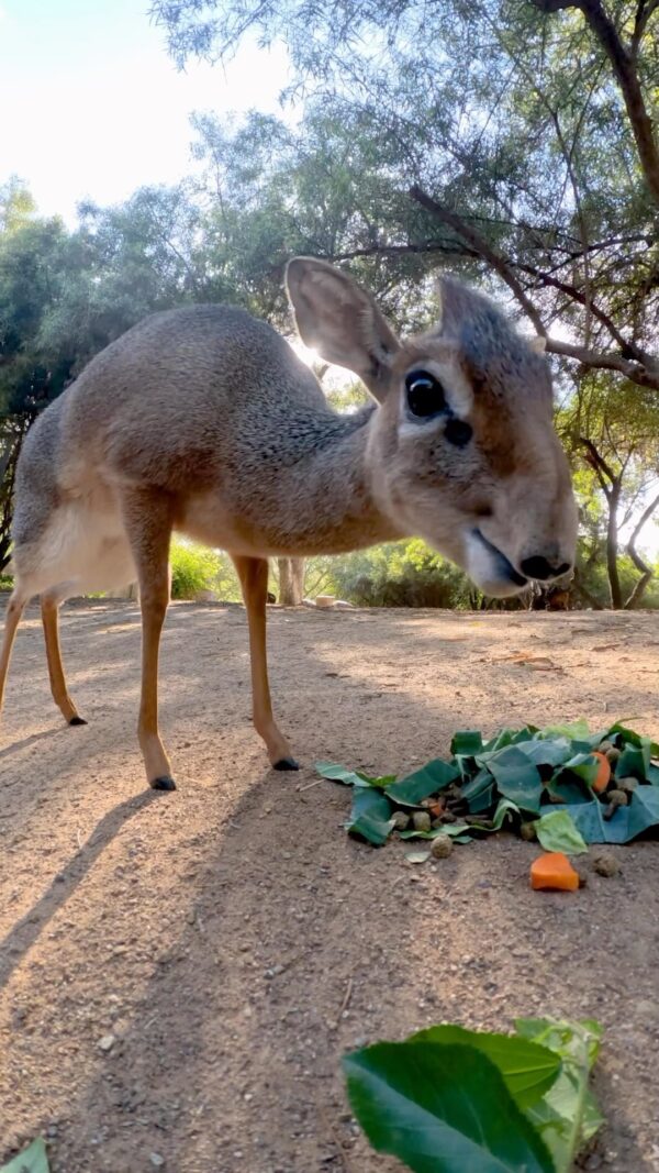Safe-For-Work Dik Dik Video - San Diego Safari Park Zoo Guide