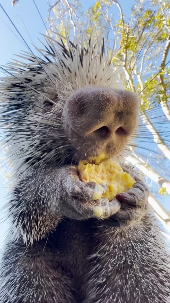 Crunching Sounds: Exploration - Zoos - USA - California - San Diego Zoo ...