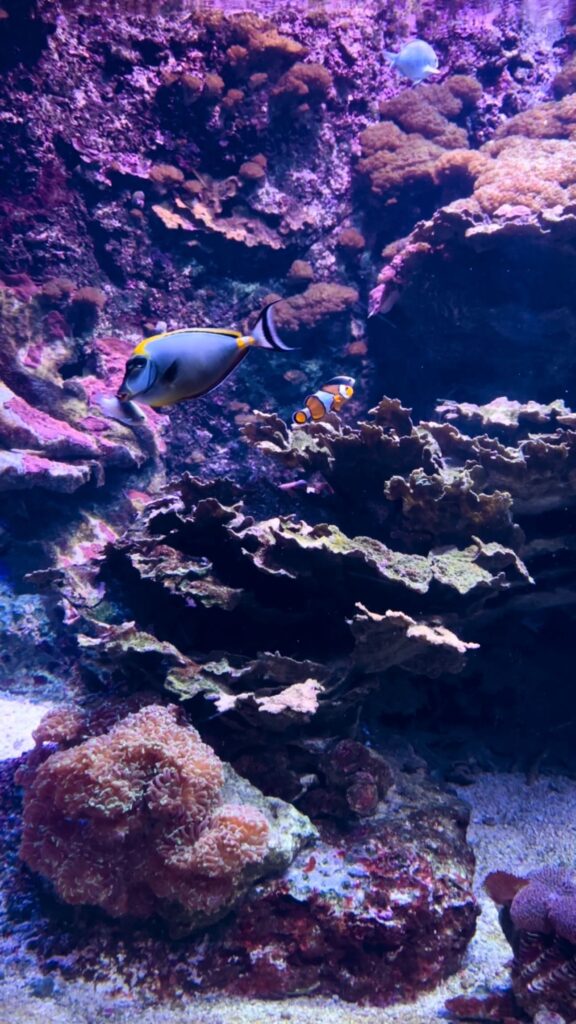 Enjoy A Scroll Break With Living Coral - Ripley's Aquarium Of Canada ...