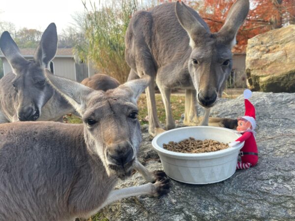 Kangaroo Feeding Time - Zoo Guide