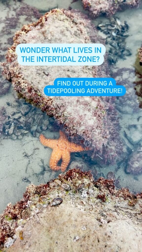 Explore Tide Pools Responsibly With… - Zoos - USA - California - Birch ...