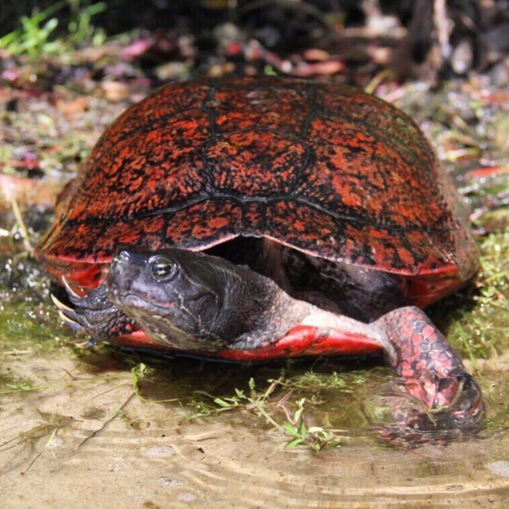 Gorgeous Red Belly Turtle Shows Off - Turtle Conservancy Zoo Guide