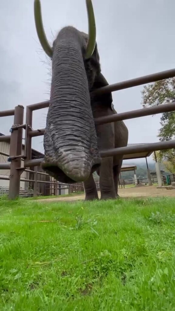 A Unique Look At The Elephant's Appendage - Wildlife Safari Zoo Guide