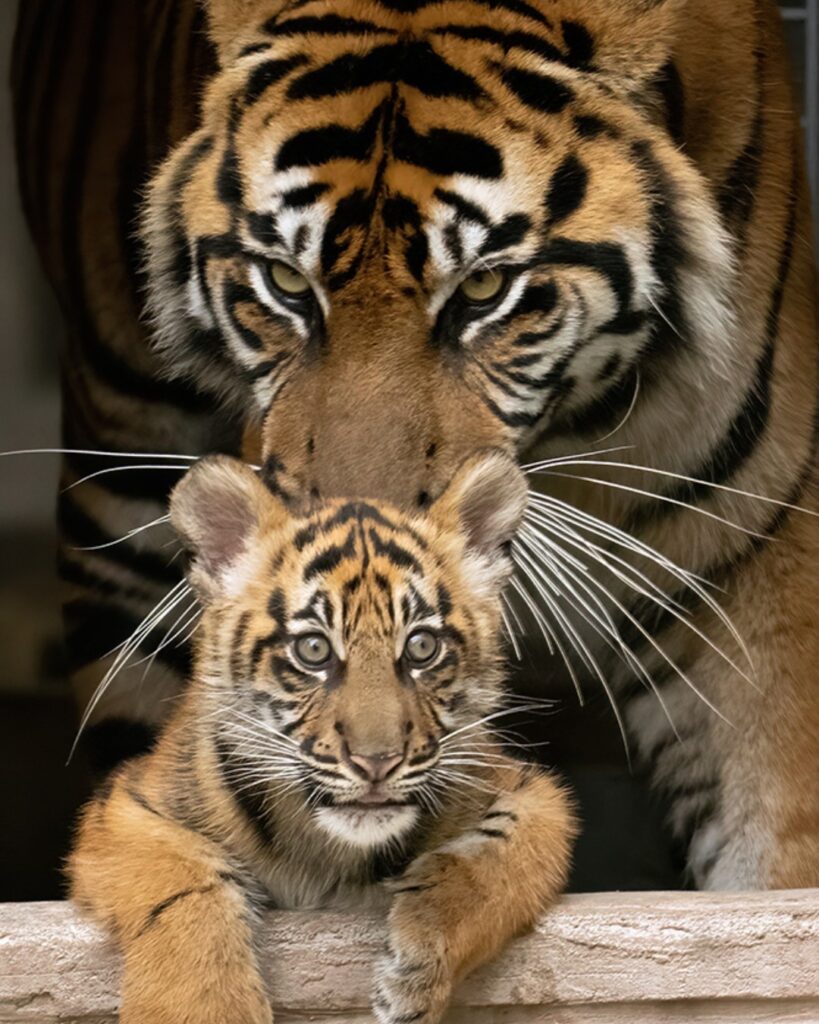 Sumatran Tiger Cub Born At Zoo Miami - Zoo Miami Zoo Guide