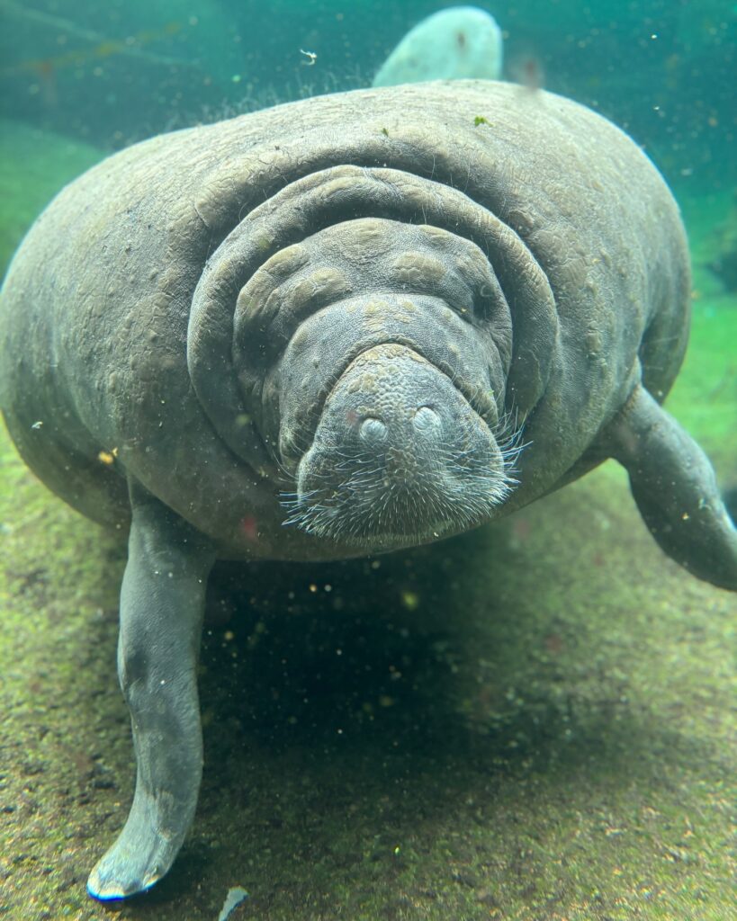 Romeo & Juliet: New Manatees at Straz Center - Zoo Guide