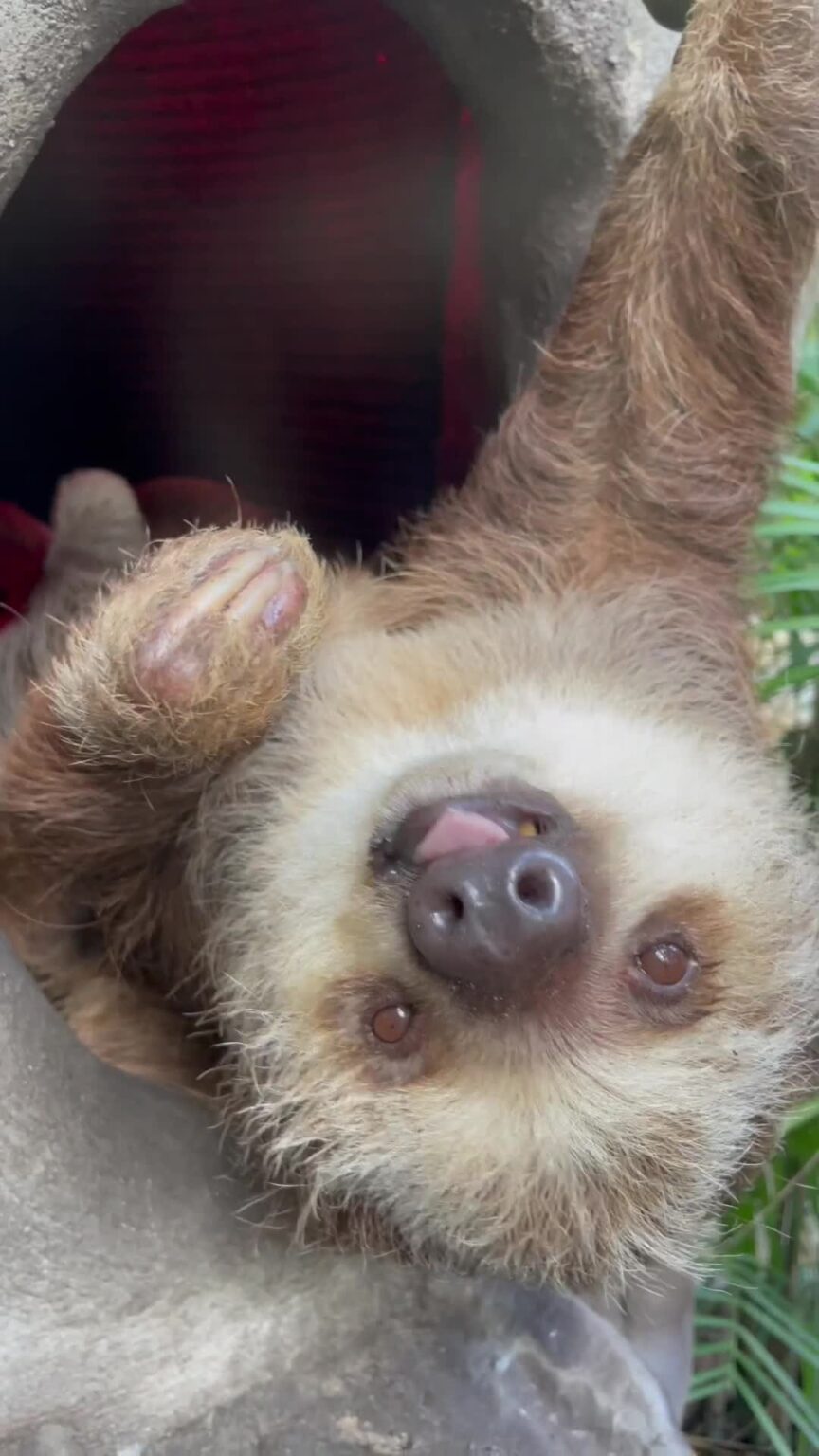 Sloth Encounter Gift With Teddy - St. Augustine Alligator Farm Zoo Guide