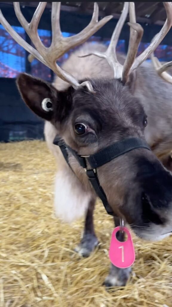 Hersheypark: See All Nine Santa Reindeer - Zoo Guide