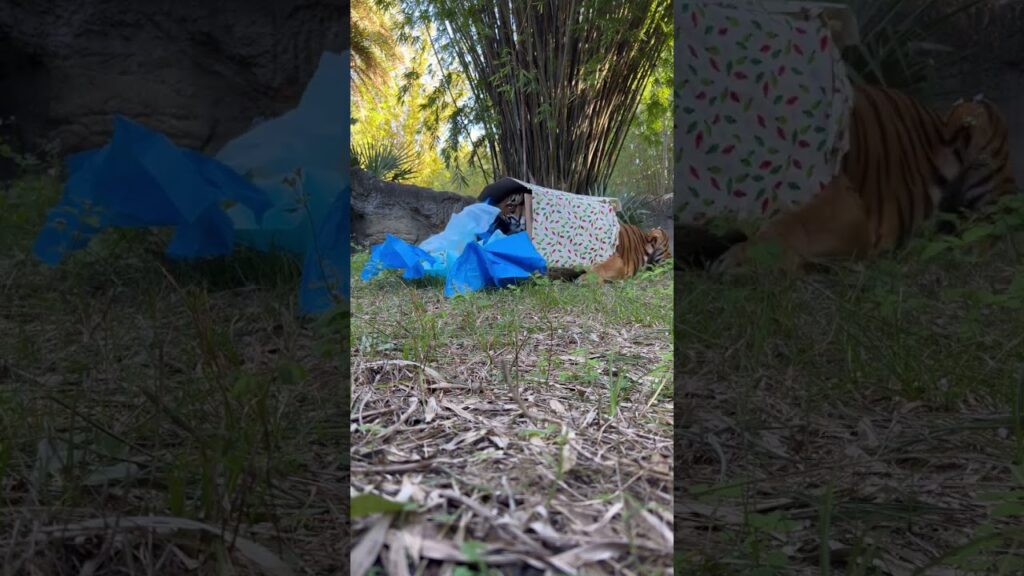 Bashir Announces Malayan Tiger Cub's Sex - Zoo Guide