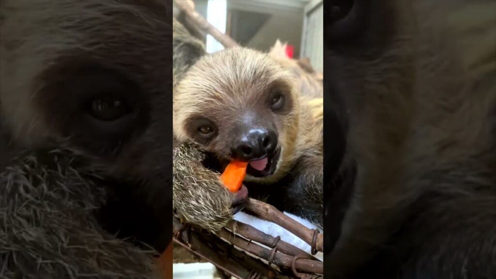 Juno The Baby Sloth Eats - Cincinnati Zoo - Zoo Guide