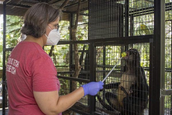 Exploring Primate Evolution Secrets - Zoos - USA - Florida - Brevard ...
