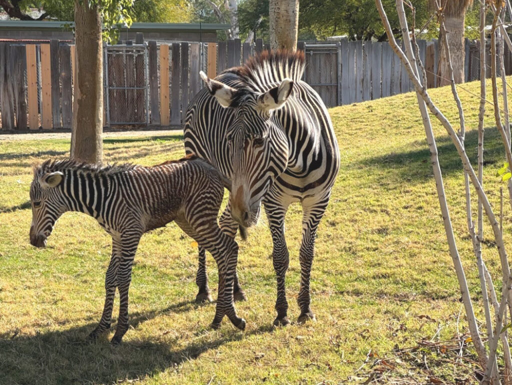 Christmas Day: Endangered Zebra Foal Born - Zoos - USA - Arizona - Reid ...