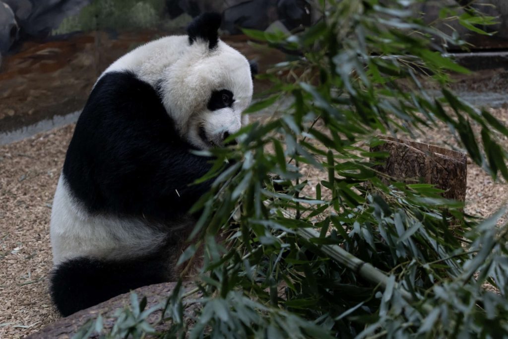 Panda Update - Dec 4 Monday - Zoos - USA - Georgia - Atlanta Zoo Zoo Guide