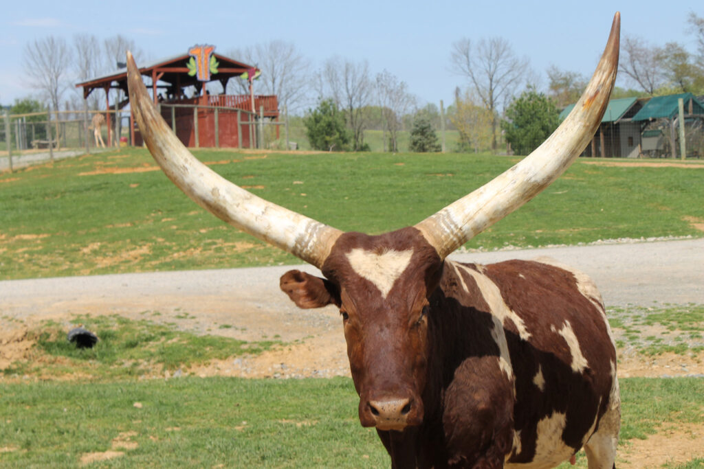 Definitive Guide To Ankole Cattle Facts, Habitat, Conservation Status ...