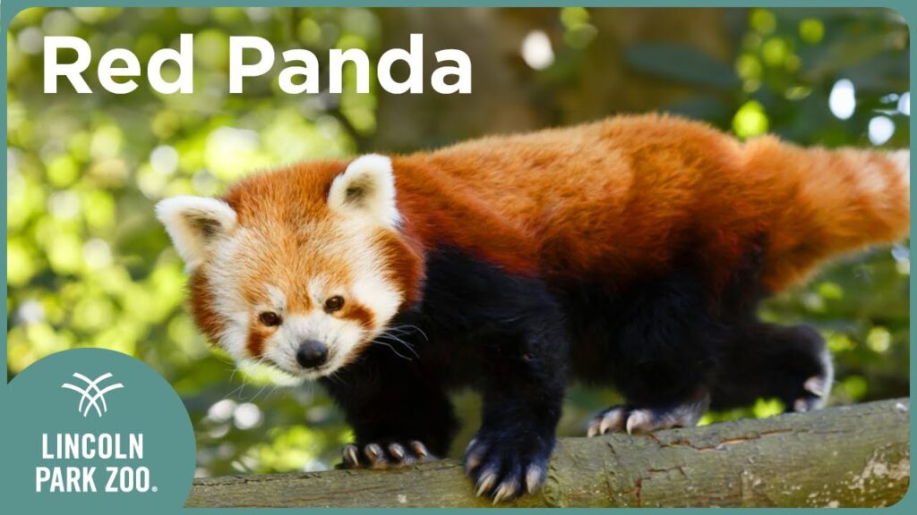 3 Surprising Red Panda Facts - Lion Country Safari Zoo Guide