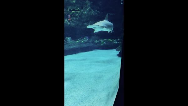 Sea World's Iron Man - North Carolina Aquarium At Fort Fisher Zoo Guide