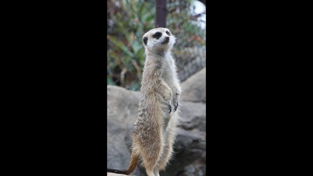 Meerkat Monday Celebration - Zoos - USA - California - Los Angeles Zoo ...