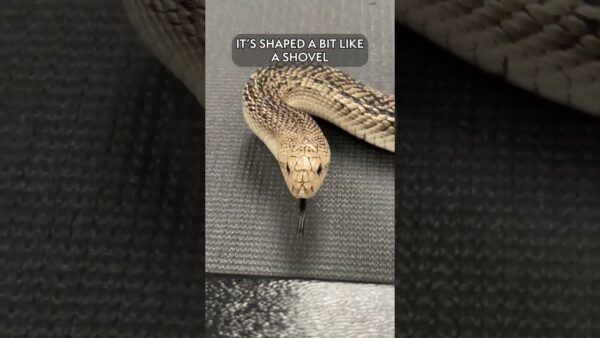 Winter Habits Of Snakes - Tennessee Aquarium Zoo Guide