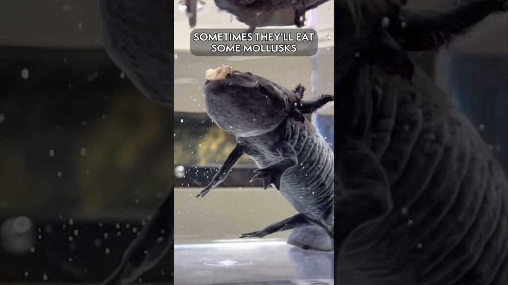 Axolotl: Endangered Youthful Salamander - Tennessee Aquarium Zoo Guide