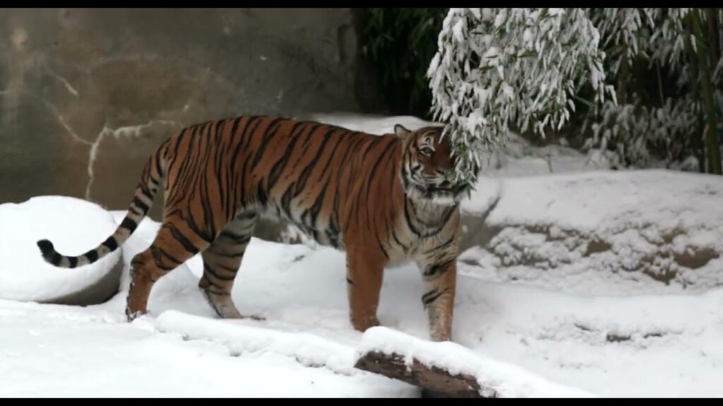 Zoo Animals Delight In Snow Day - Zoos - USA - Ohio - Cincinnati Zoo ...
