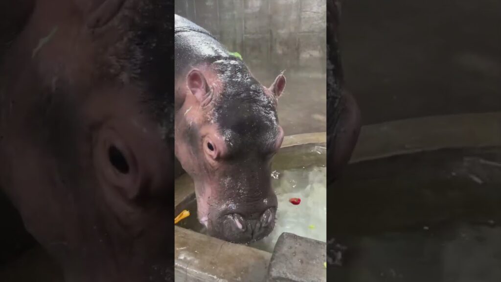 Cold-Weather Hippo Care At Cincinnati Zoo - Zoos - USA - Ohio ...