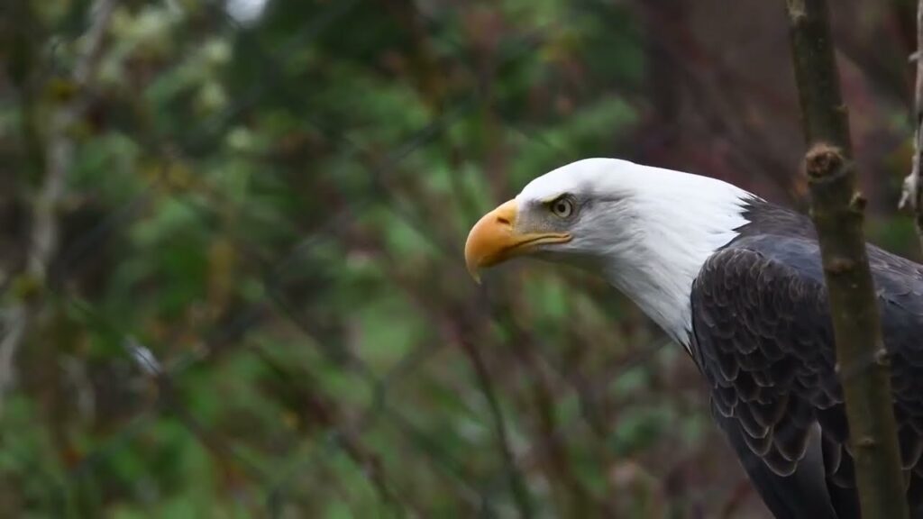 Eagle Calls Illustrated - Northwest Trek Wildlife Park Zoo Guide