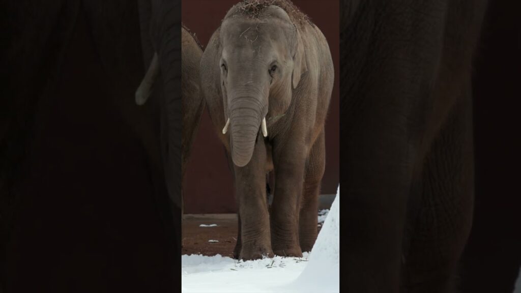 Dublin Elephants' First Snow - Cincinnati Zoo - Zoo Guide