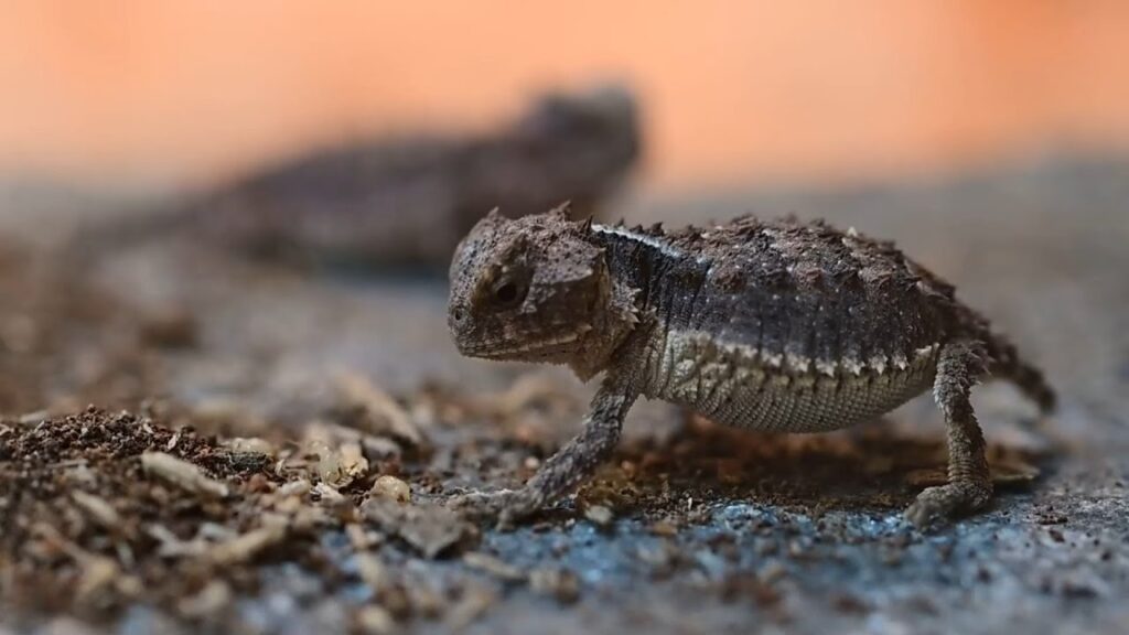 Giant Baby Lizards Eat Termites - Zoos - USA - California - Los Angeles ...
