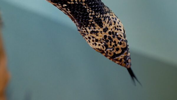 Chat With Zoo Naturalist And Bullsnake - Zoos - USA - Minnesota ...