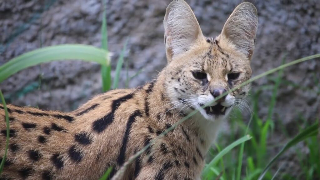 Serval's Smelly Visage - Zoos - USA - California - Los Angeles Zoo Zoo ...