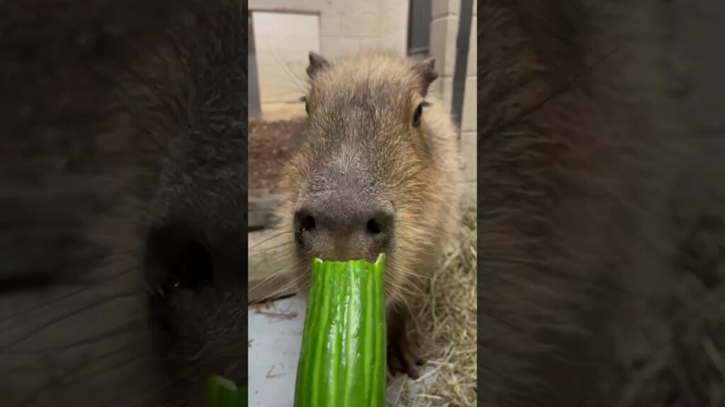 Capybara Song & Footprints - Zoo Guide