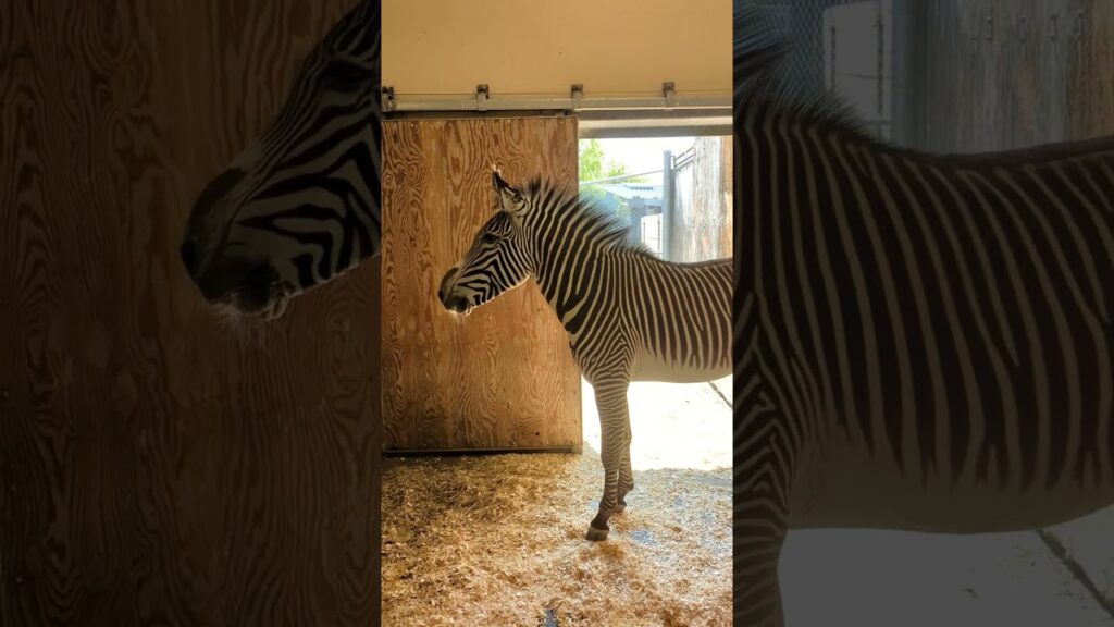 Obi Celebrates International Zebra Day - Zoo Guide