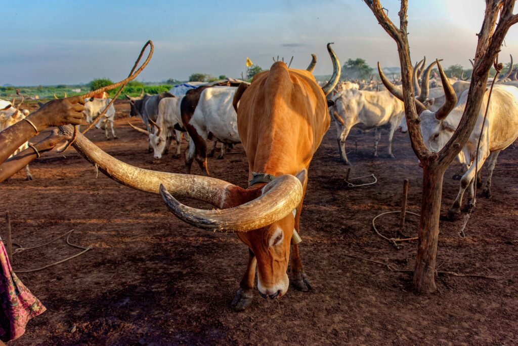 Definitive Guide To Ankole Cattle Facts, Habitat, Conservation Status ...