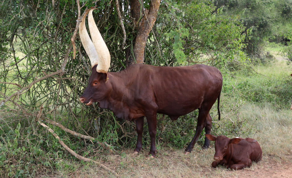 Definitive Guide To Ankole Cattle Facts, Habitat, Conservation Status ...