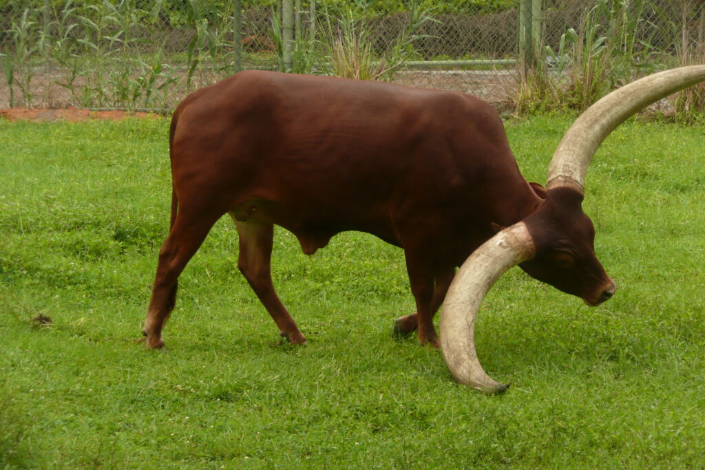 Definitive Guide To Ankole Cattle Facts, Habitat, Conservation Status ...