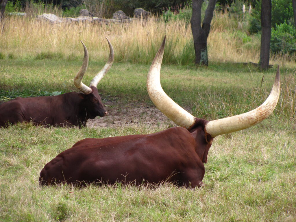 Definitive Guide To Ankole Cattle Facts, Habitat, Conservation Status ...