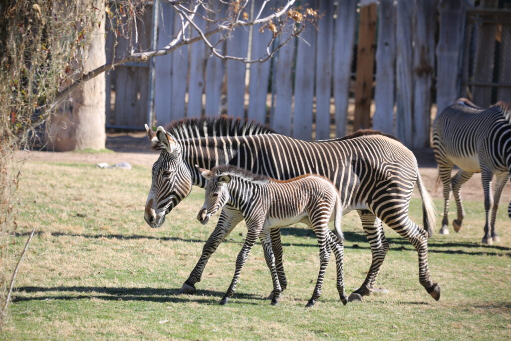 Reid Park Zoo Project Update - Zoo Guide