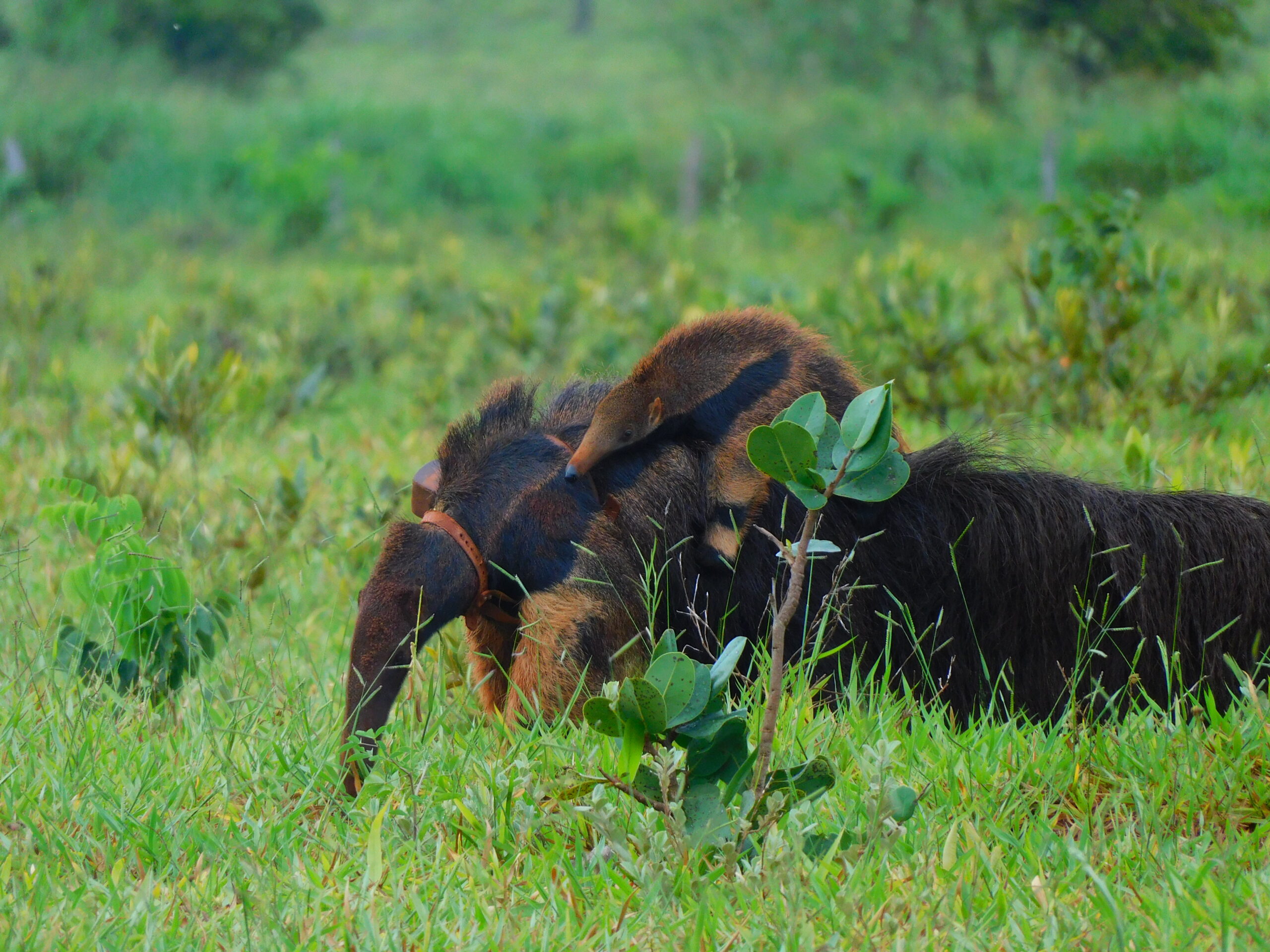 Wild Anteater Pup Naming Contest Winner Anteater Pup Naming Contest ...