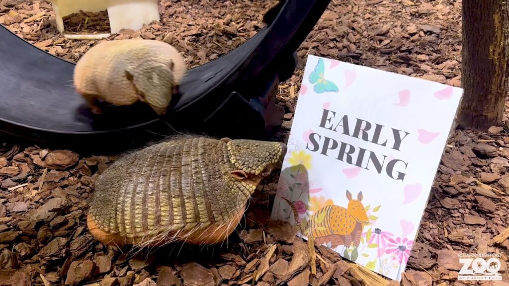 Armadillo Appreciation Day - Rosamond Gifford Zoo Zoo Guide