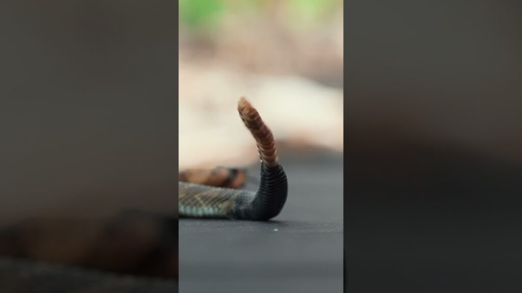 Venom In The Vineyard - Zoos - USA - Ohio - Toledo Zoo Zoo Guide