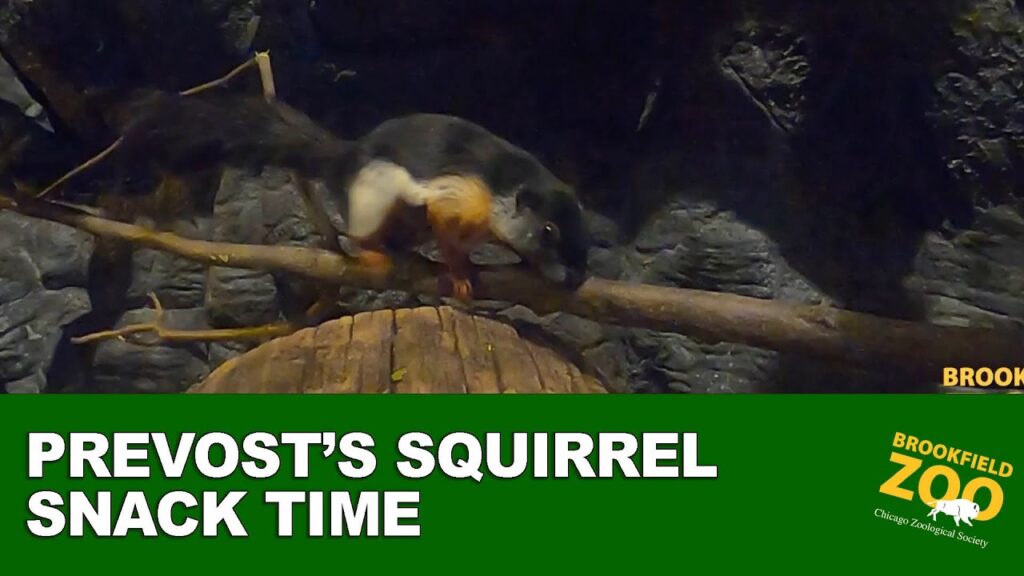 Prevost Squirrel: Snack Time - Brookfield Zoo Zoo Guide