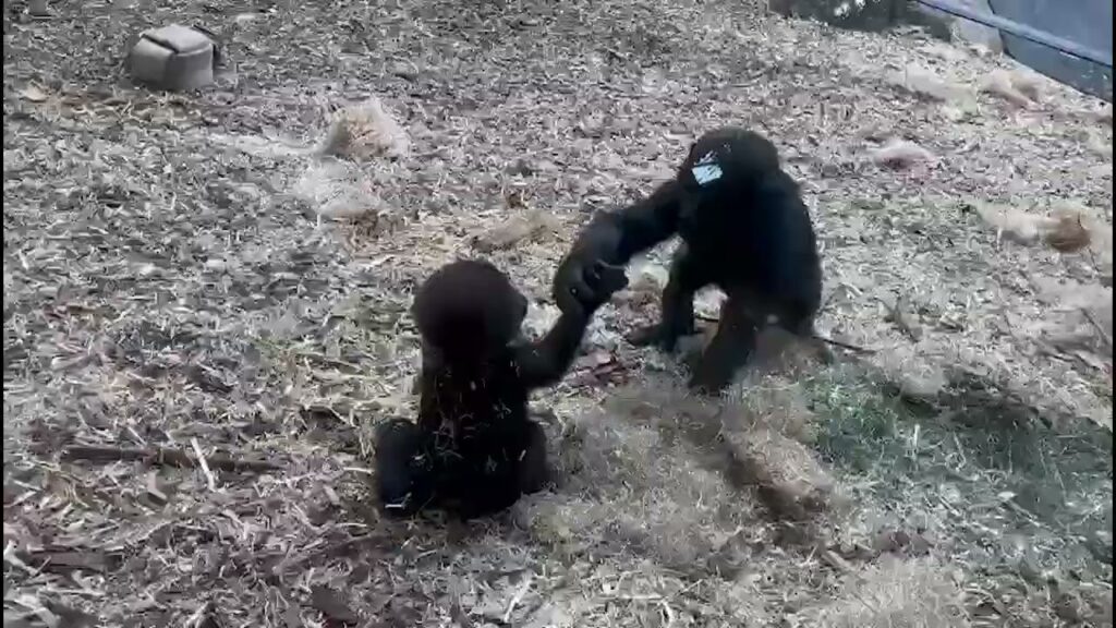 Gorilla Half-Siblings Embrace - Calgary Zoo Zoo Guide