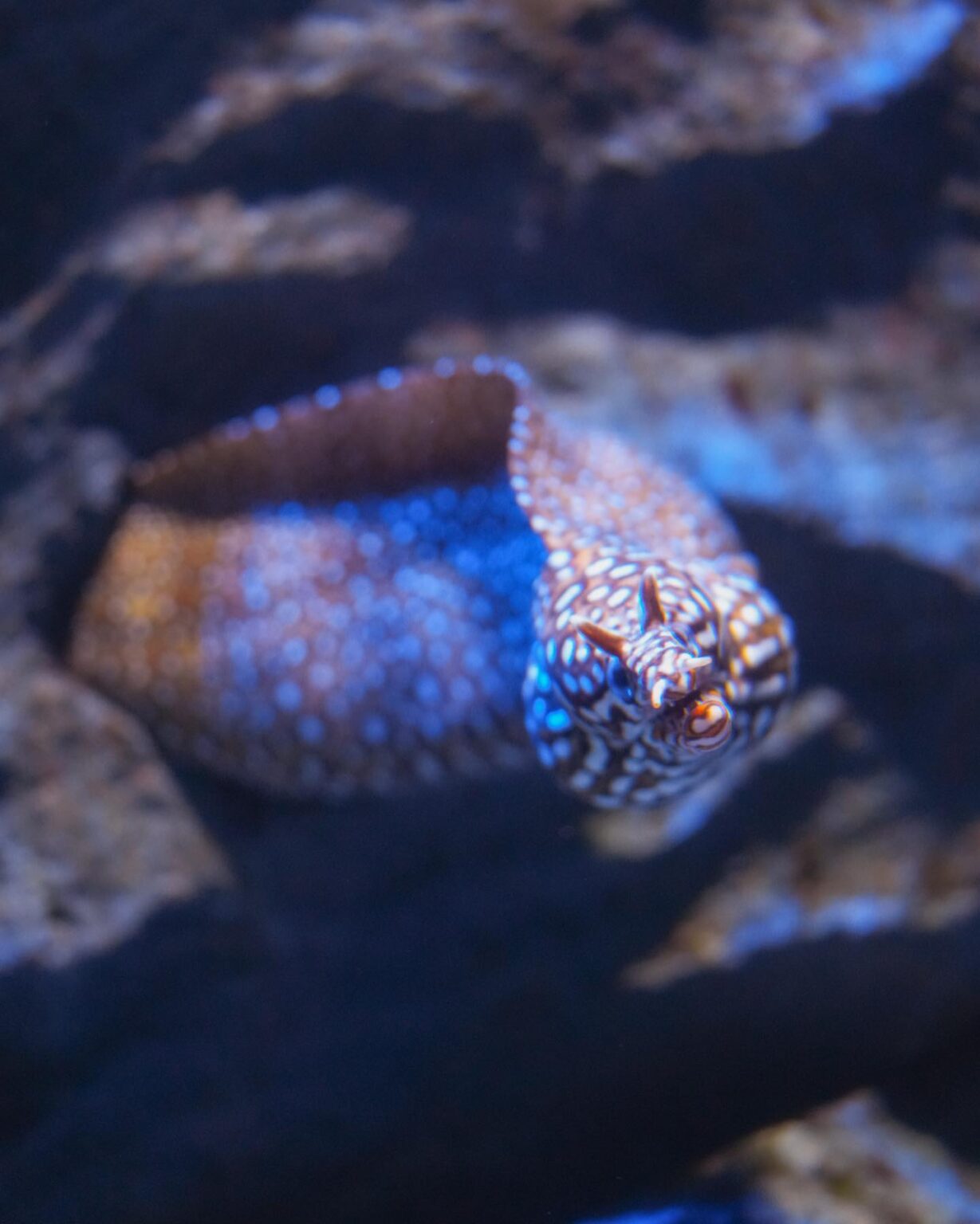 Meet The Dragon Moray Eel - S.E.A Aquarium Zoo Guide