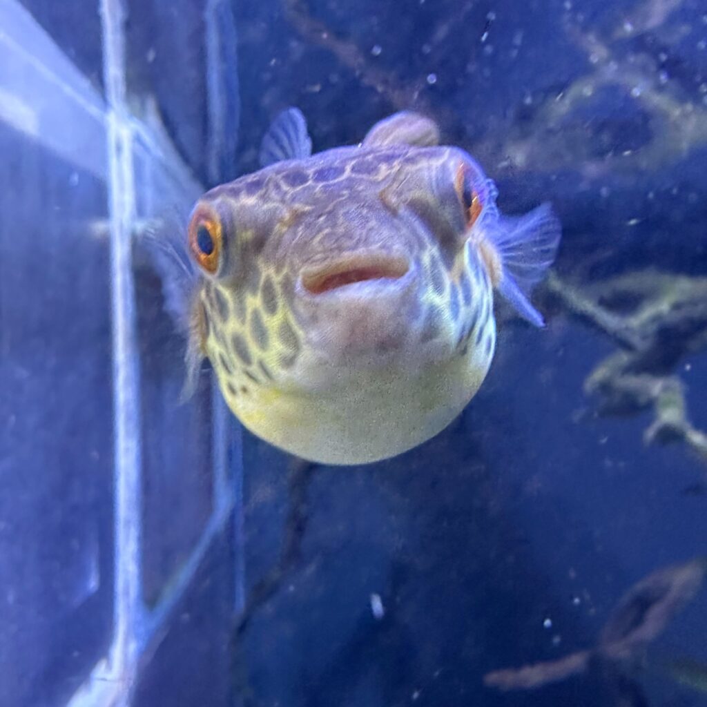 Spotted Congo Puffer: Smallest Kind - Newport Aquarium Zoo Guide
