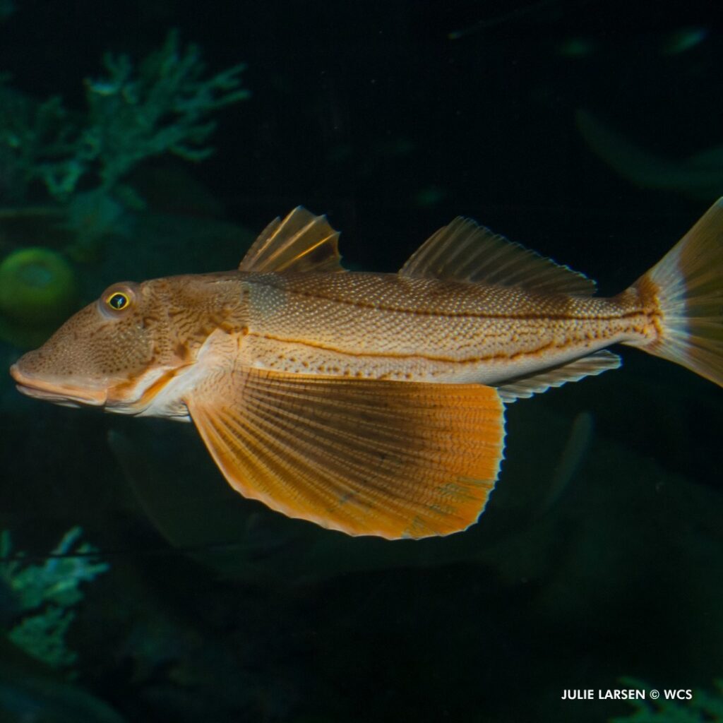 Meet The Sea Robin: The Walking Fish! - New York Aquarium Zoo Guide