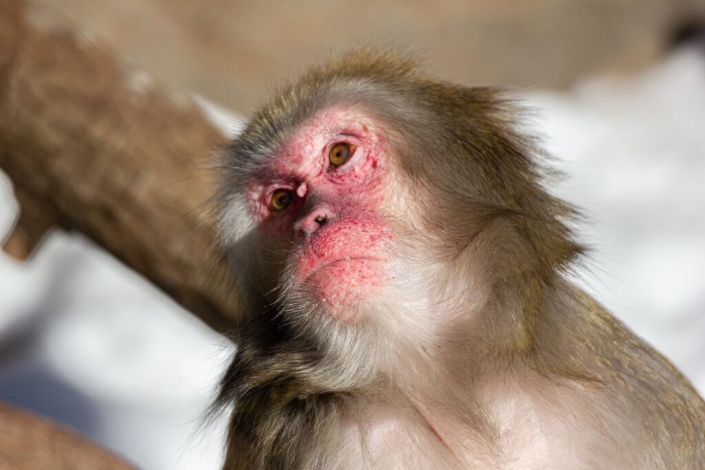 Macaque's Red Face: More Than Cold - NEW Zoo Zoo Guide